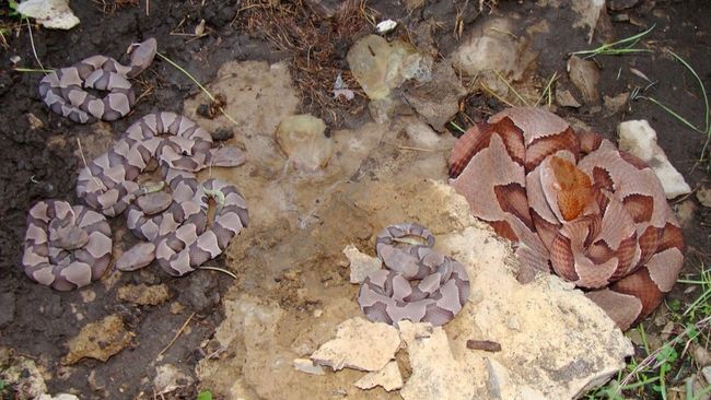 Copperhead snakes: Facts, bites & babies | Live Science
