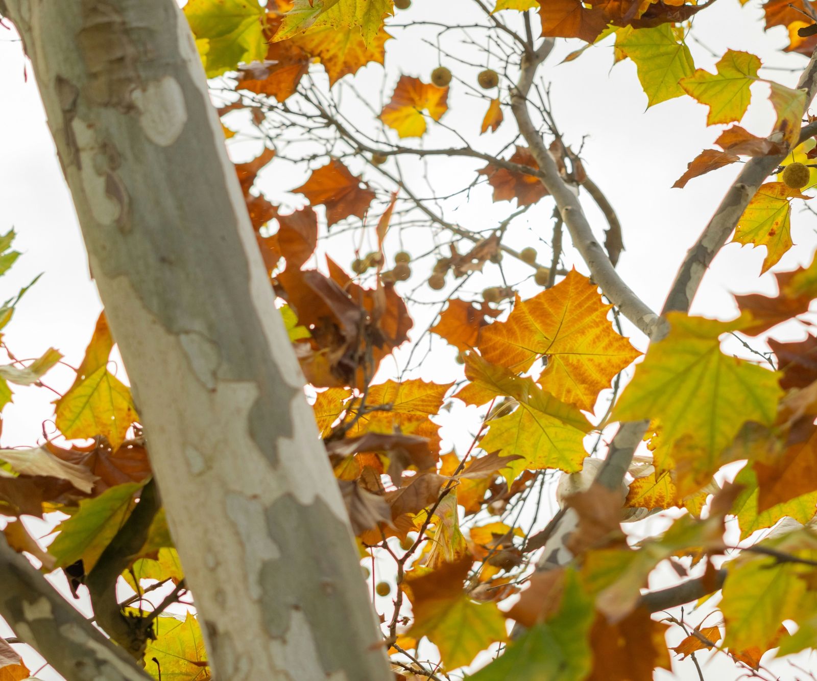 10 trees with unusual bark for incredible year-round interest | Homes ...