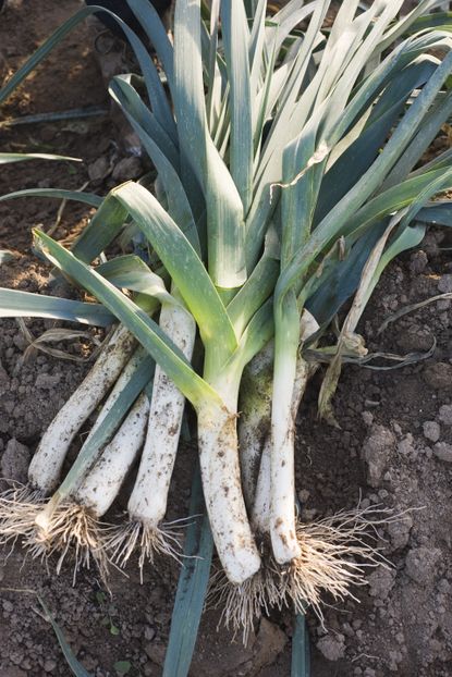 How to grow leeks: from seed or existing plants | Homes and Gardens