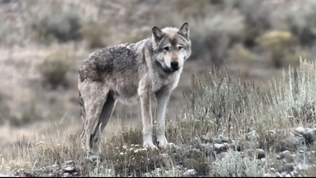 Yellowstone's 'queen of the wolves' killed by rival pack after living ...