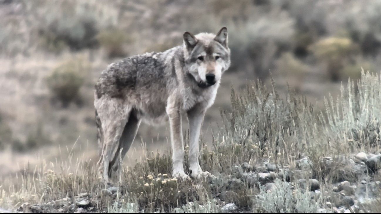 Yellowstone's 'queen of the wolves' killed by rival pack after living ...