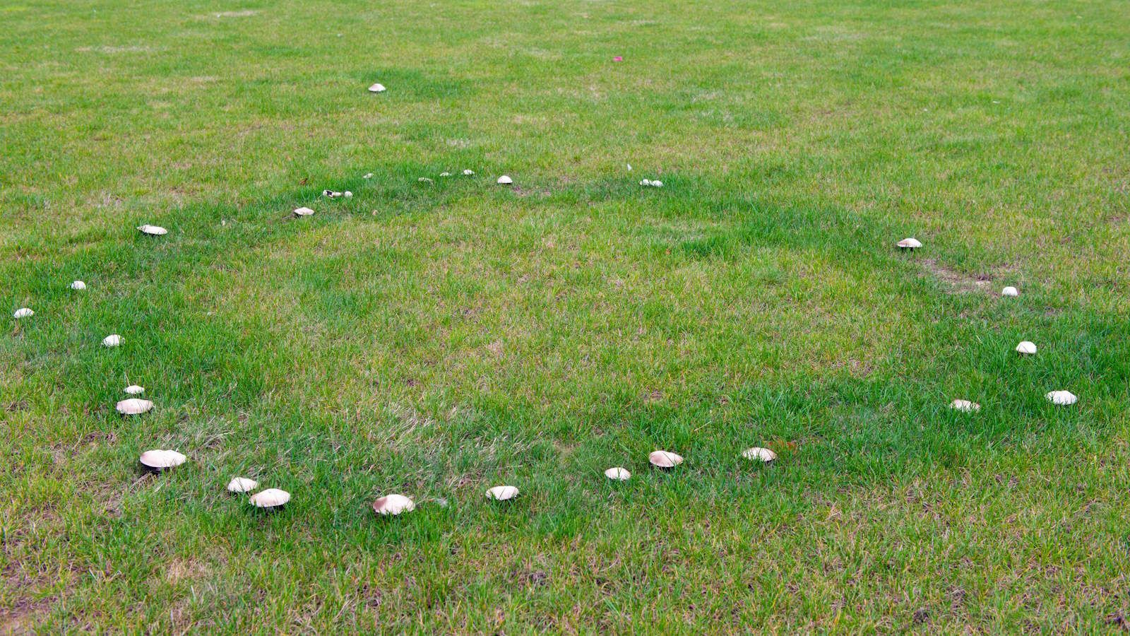 Fairy rings on lawns: what are they and how to combat them | Homes and ...