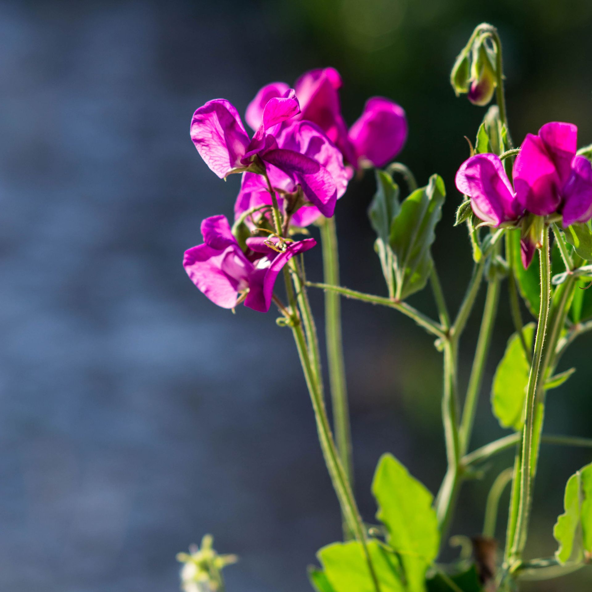 How to grow sweet peas in pots to add colour to your patio | Ideal Home