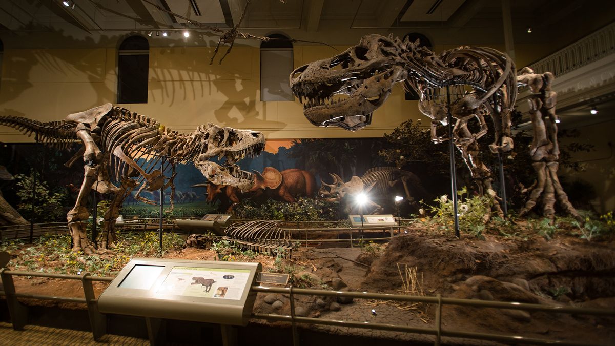 Tyrannosaurus rex: Facts and photos of the dinosaur king | Live Science