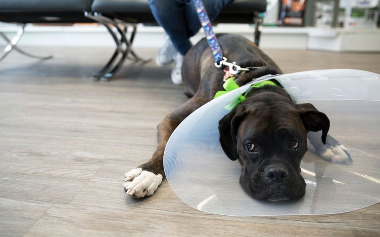 Pet Stocks: The 9 Best 'Purebred' Pet Stocks to Buy | Kiplinger