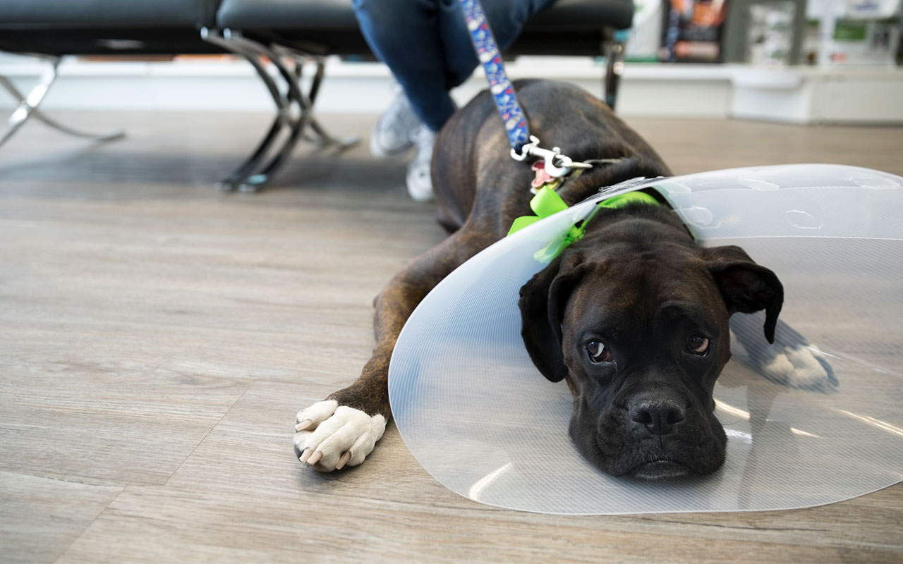 Pet Stocks: The 9 Best 'Purebred' Pet Stocks to Buy | Kiplinger