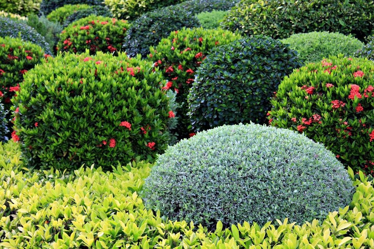 Zone 5 Shrub Varieties: Growing Shrubs In Zone 5 Gardens | Gardening ...