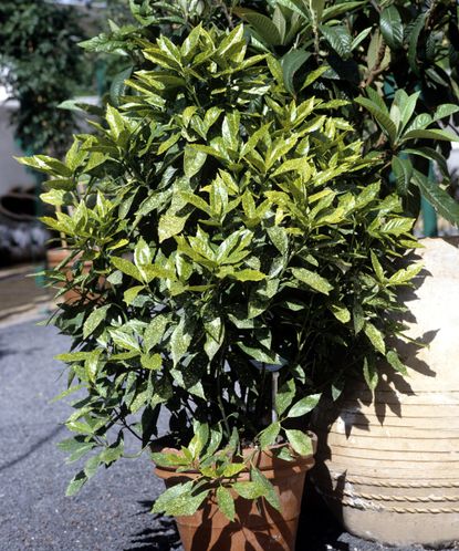 Best shrubs for containers: 12 shrubs to impress in pots | Homes and ...