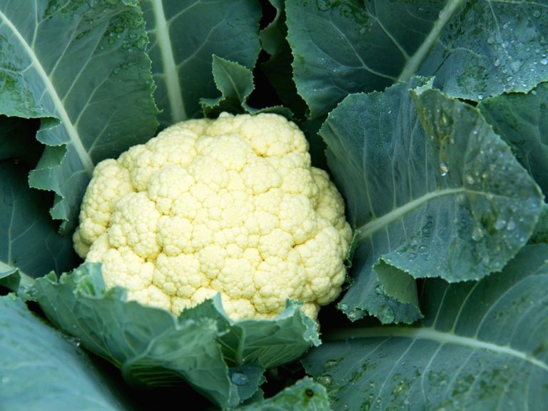 Growing Cauliflower In Containers - Learn How To Grow Cauliflower In ...