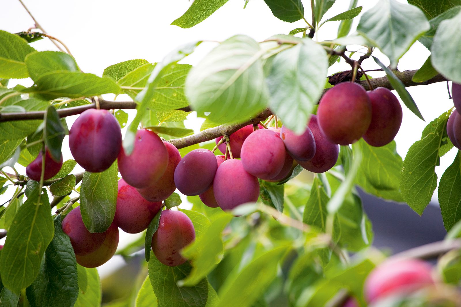 How to plant fruit trees: an expert guide | Homes and Gardens