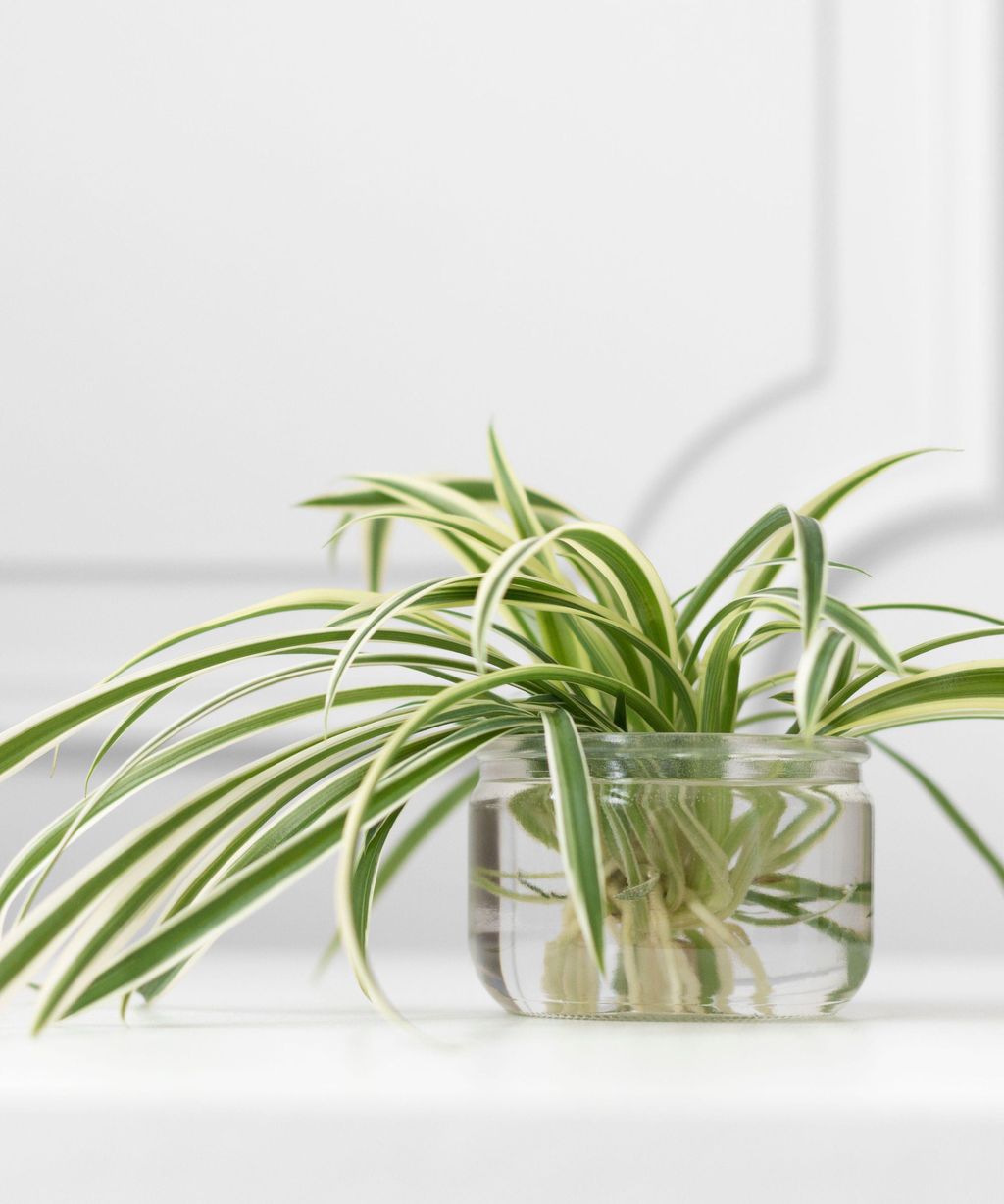 What can you grow in a hydroponic garden? | Livingetc