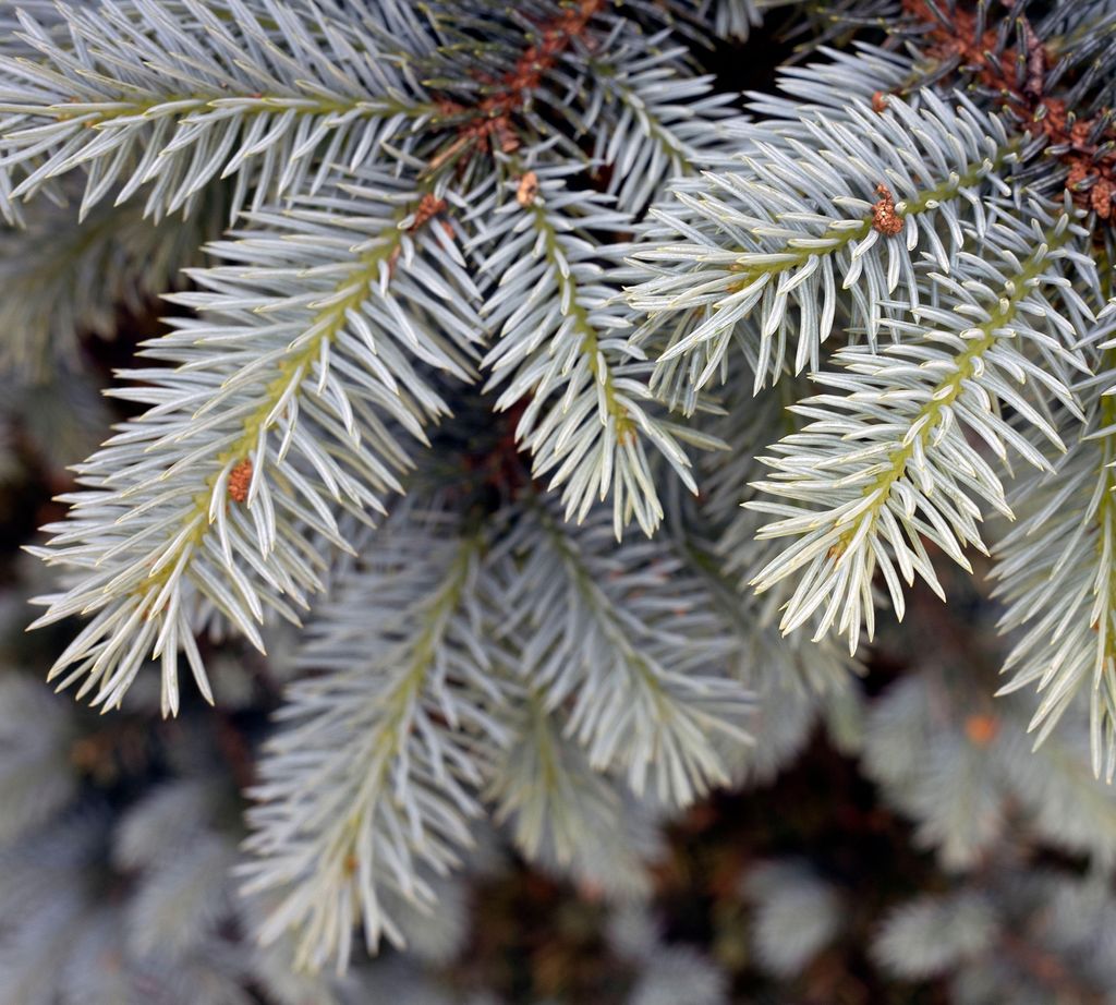 Best Christmas tree varieties - 12 real tree options | Homes and Gardens