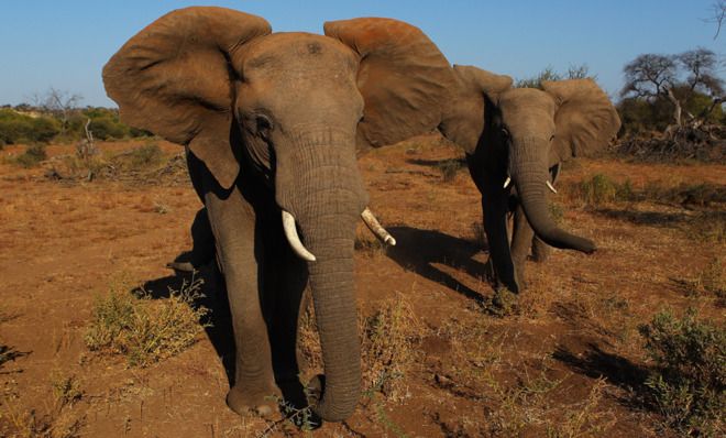 The tragic price of ivory | The Week
