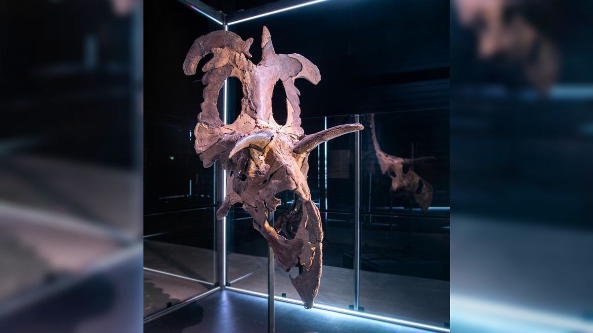 Newfound dinosaur with giant, horned headpiece named after iconic Norse ...