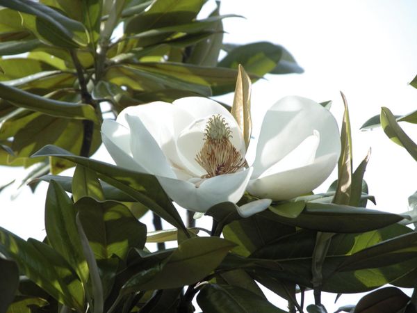 Tips & Information about Magnolia | Gardening Know How
