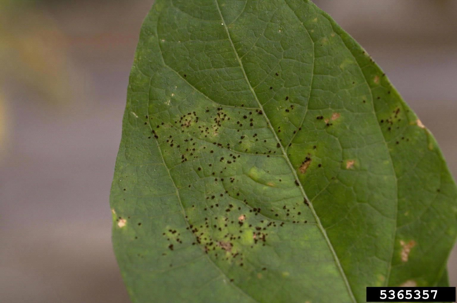 What Causes Rust On Bean Plants - Best Treatment For Bean Rust In ...