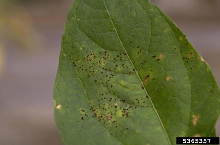 What Causes Rust On Bean Plants - Best Treatment For Bean Rust In ...