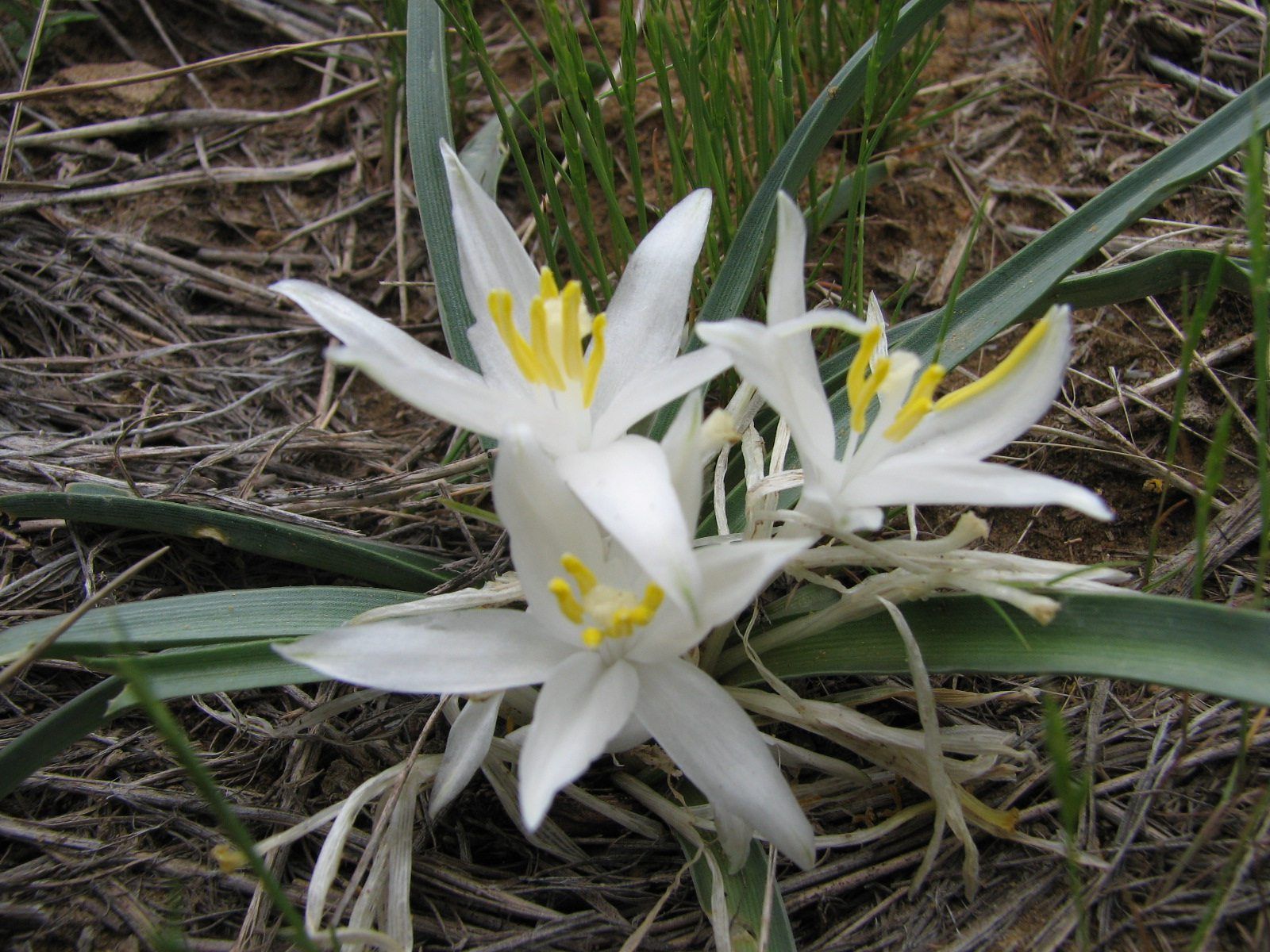 Sand Lily Flowers - Information And Care Of Sand Lily Plants ...