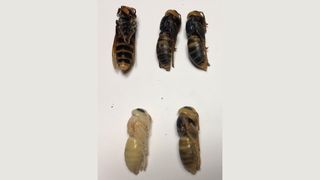 200 'murder hornet' queens found inside first US nest of this invasive ...