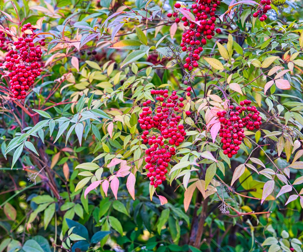 Best shrubs for fall berries: 6 colorful fruiting plants | Homes & Gardens
