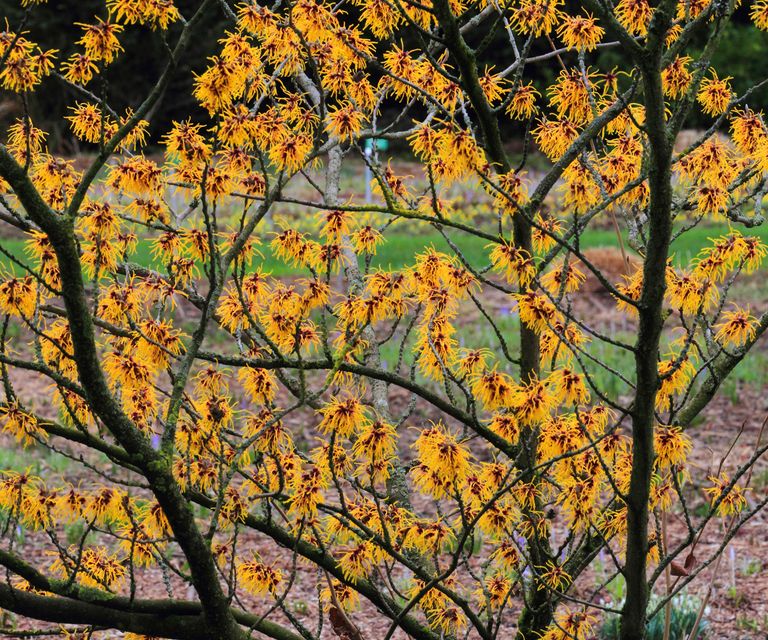 Witch Hazel plant care and growing guide | Homes and Gardens