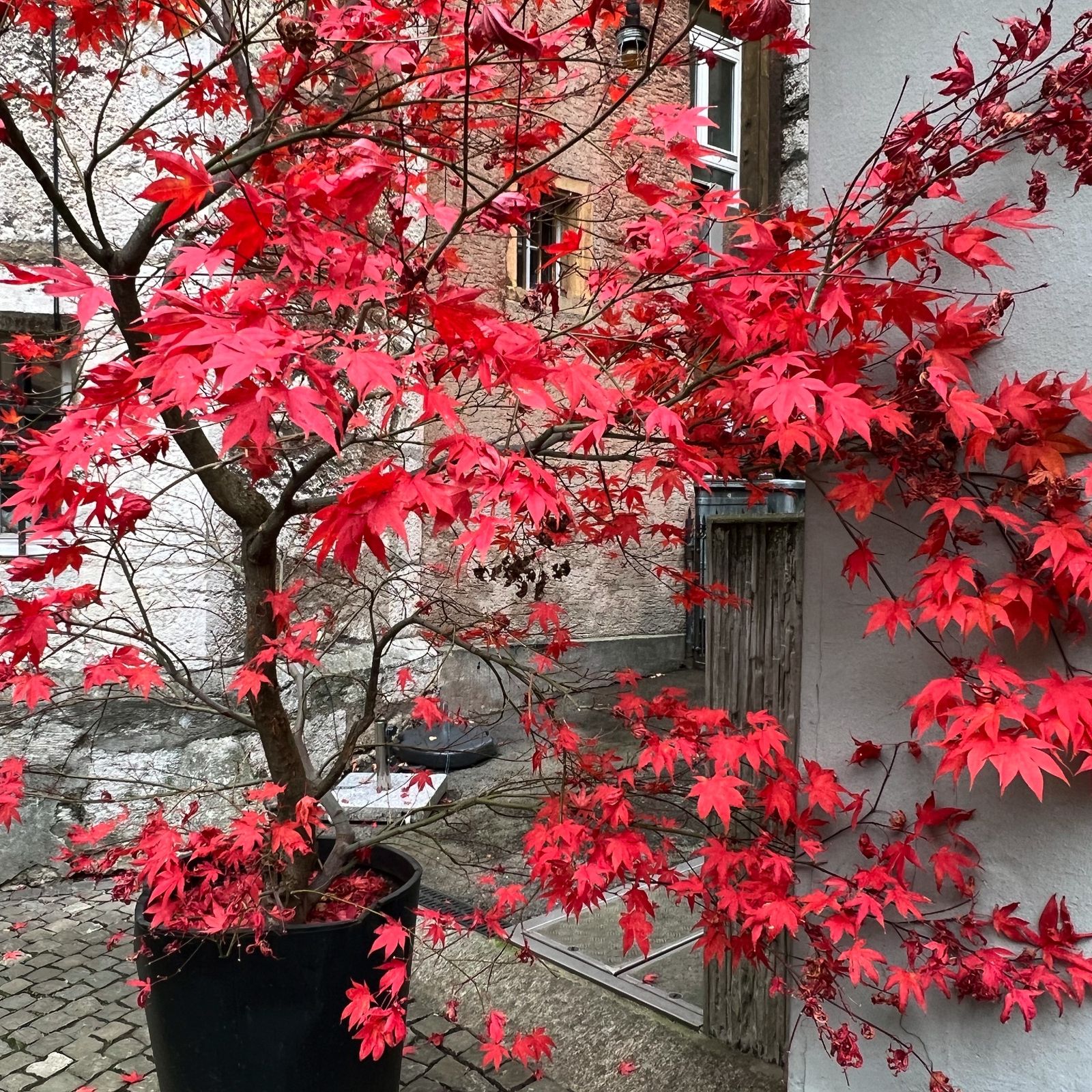 When to prune acers – the perfect window for bright displays | Ideal Home