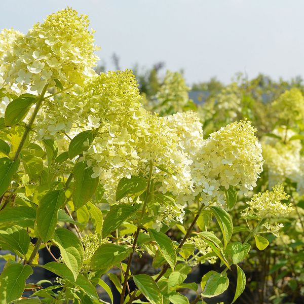 Too Good To Be Forgotten: 8 Best Underrated Plants To Try | Gardening ...
