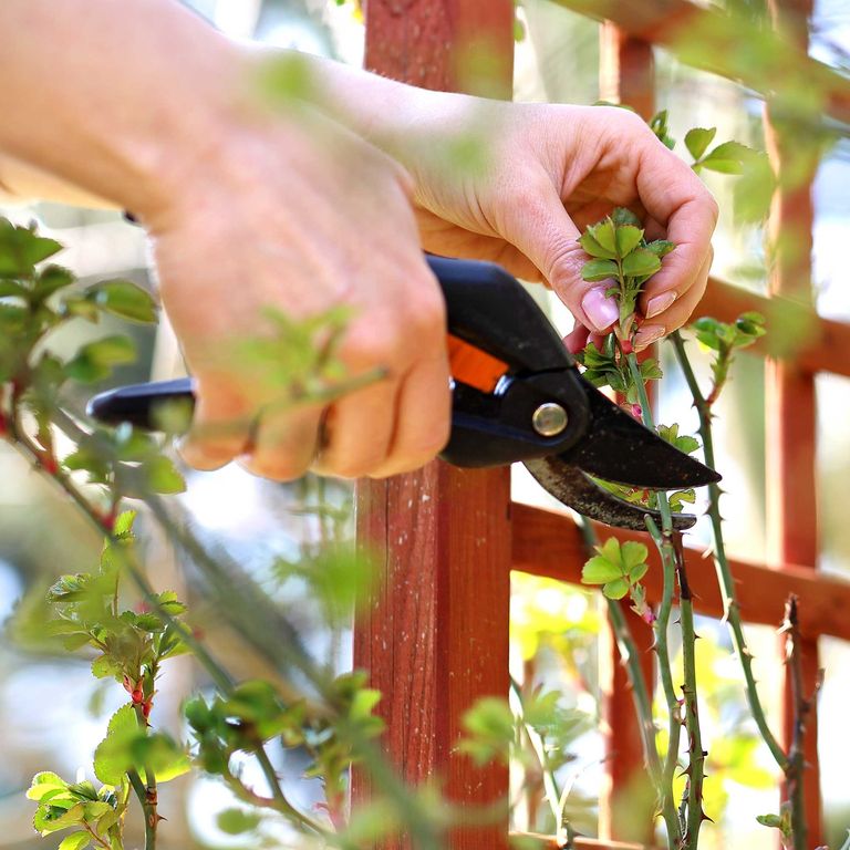 How to take rose cuttings: a beginner's guide | Ideal Home