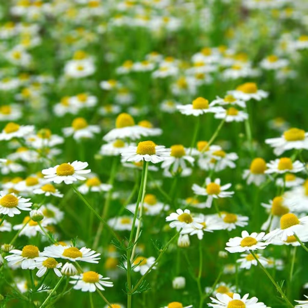 How to grow a chamomile lawn for a pretty grass alternative | Ideal Home