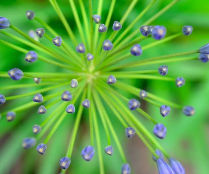 Futuristic Plants For The Garden Of Tomorrow | Gardening Know How