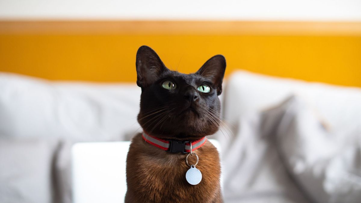 32 ways to support a scared or anxious pet | PetsRadar