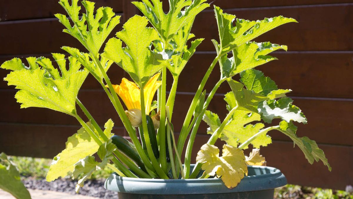 How to grow zucchini in containers for a great harvest | Homes and Gardens