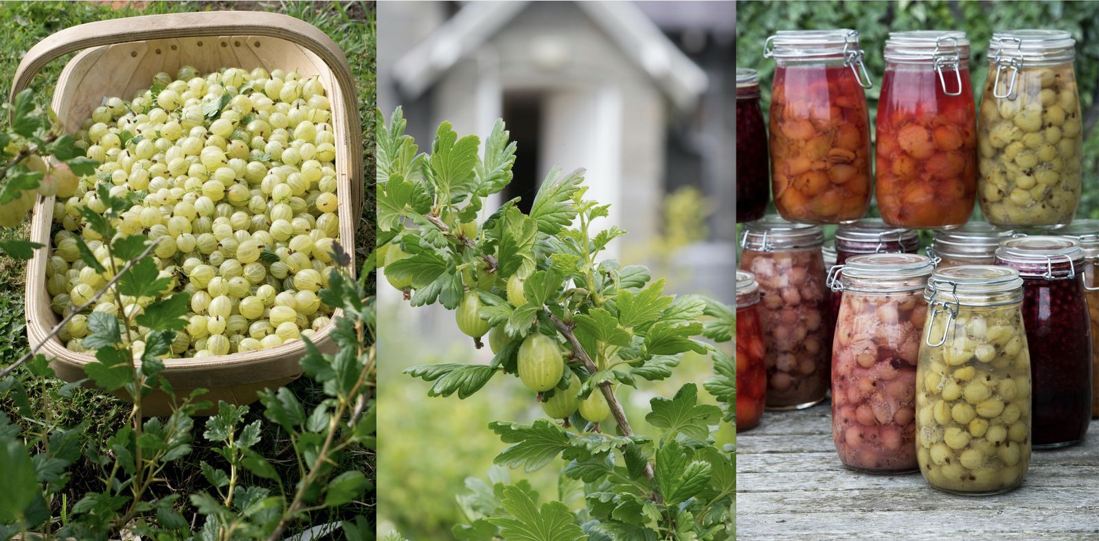 how to grow gooseberries: an expert guide | Homes and Gardens