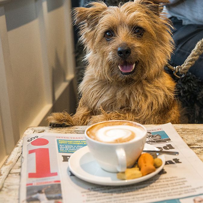 Meet Britain's best hotel animals: The quack pack, the doggy doorman ...
