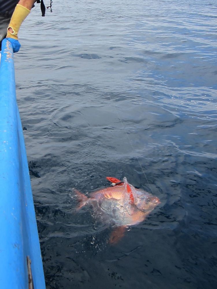 Moonfish: The first warm-blooded fish (photos) | Live Science