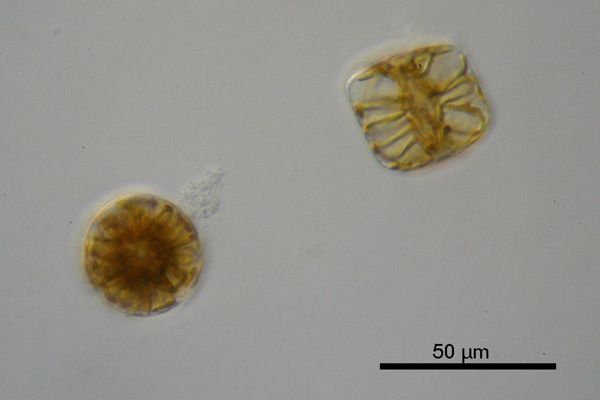 Rock Snot: Where It Comes From and How It's Made | Live Science