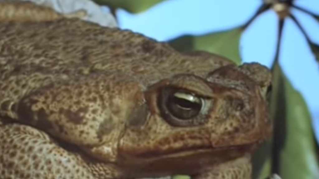 20 Great One-Off Horror Movies That Never Got Sequels | Cinemablend