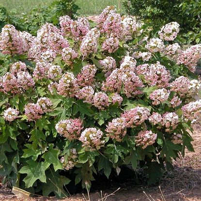 Hydrangea Shade Plants — 6 Varieties That Thrive in Less Light | Livingetc