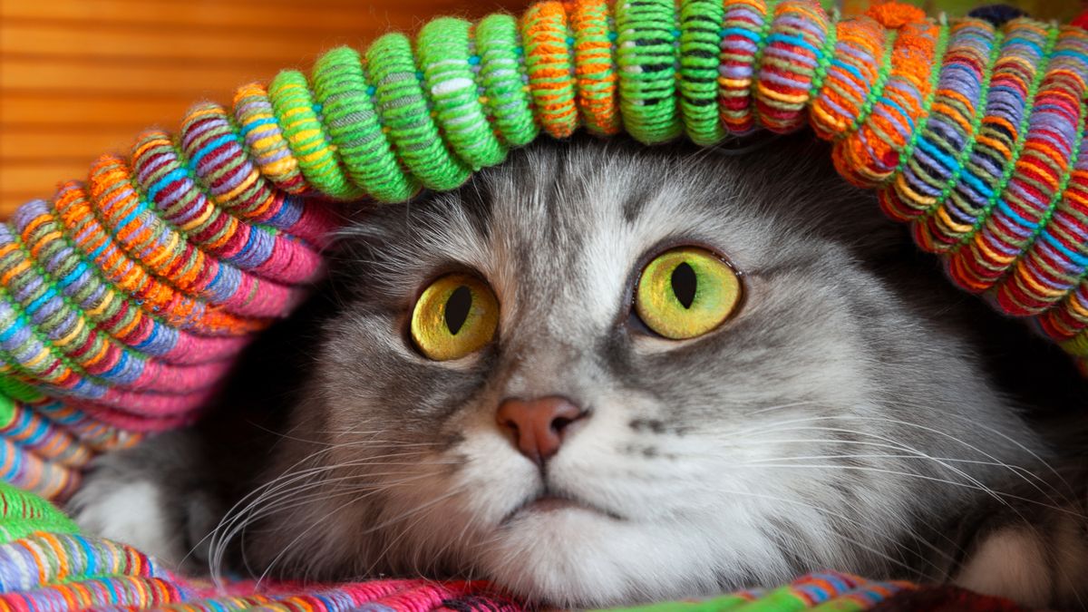 How to help an anxious cat: 20 practical tips | PetsRadar