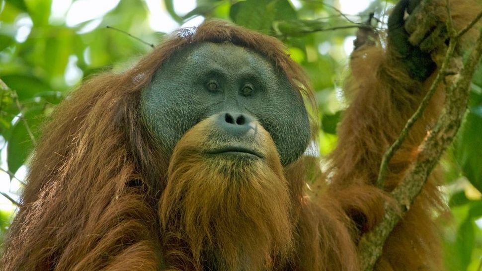 Rarest great ape on Earth could soon go extinct | Live Science