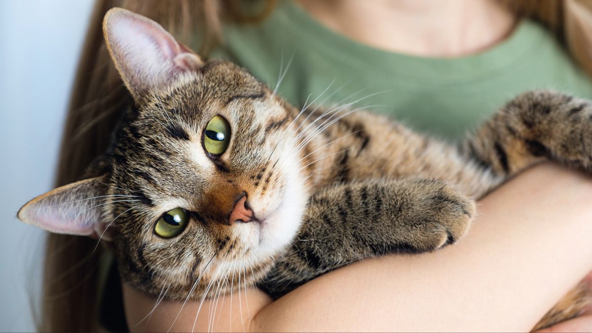 32 of the sweetest ways cats show affection | PetsRadar
