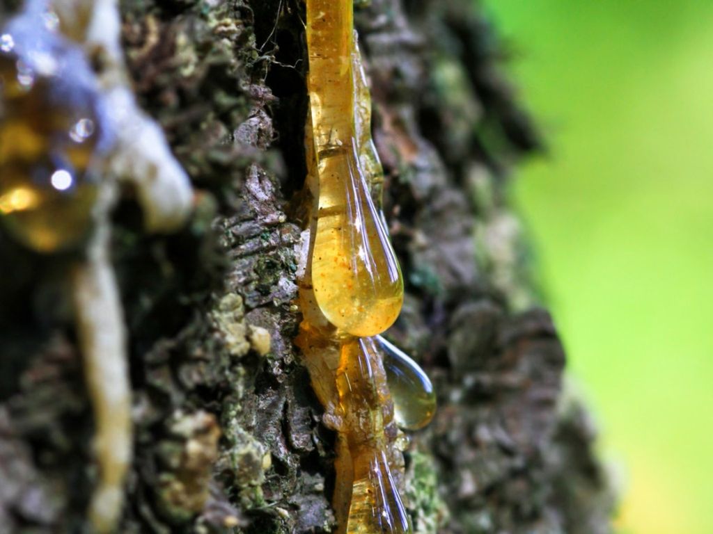 Information About Sap In Trees | Gardening Know How
