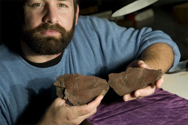 Oldest Insect Fossil Impression Found | Live Science