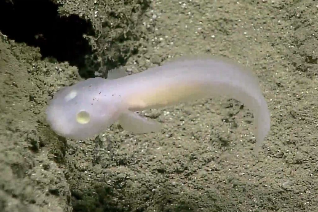 'Ghost Fish' Seen Live for First Time | Live Science