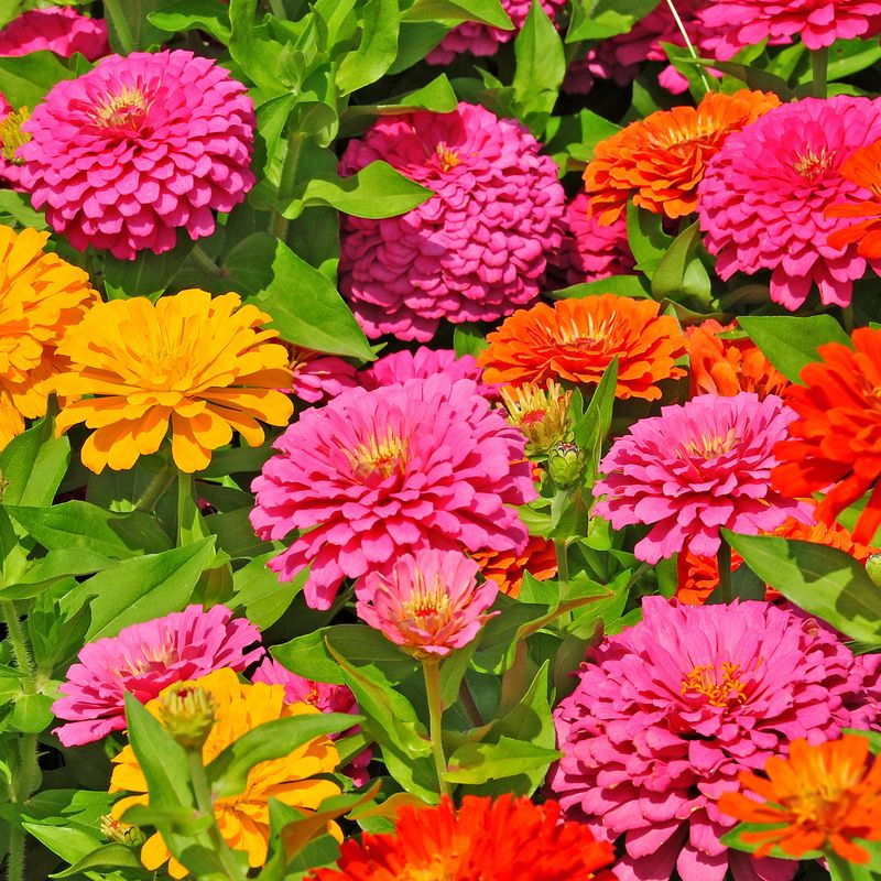 Tips & Information about Ornamental Gardens | Gardening Know How
