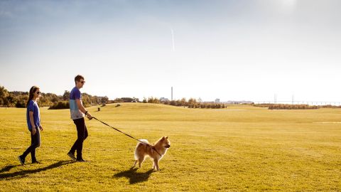 I played these 7 fun games to engage my reactive dog and they improved ...