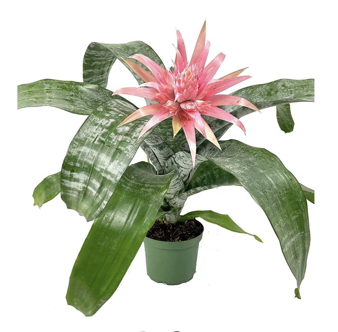10 best indoor plants to add color chosen by garden experts | Livingetc