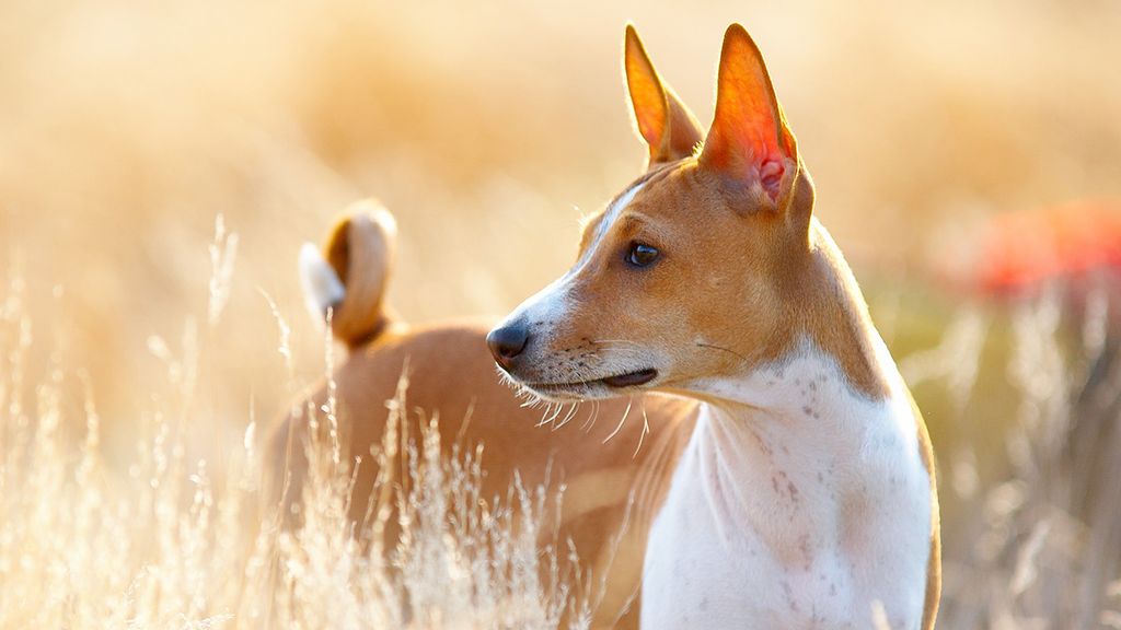 Basenji: Breed profile and information | PetsRadar