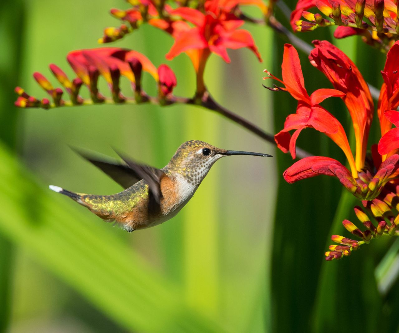 Tubular Flowers For Hummingbirds: 9 Tube-Flowered Plants | Gardening ...