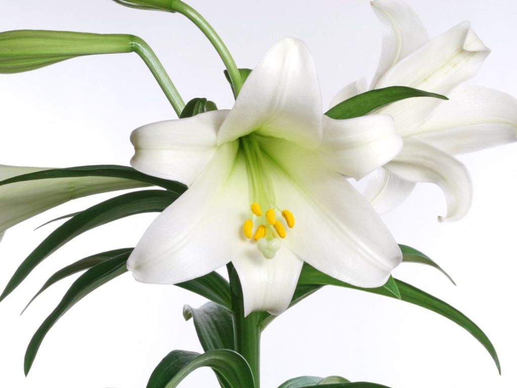 How To Care For Easter Lily Indoors | Gardening Know How
